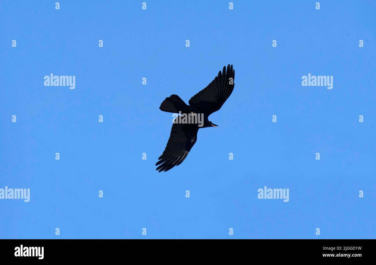 An Australian Raven (Corvus coronoides) flying in the sky in Sydney ...