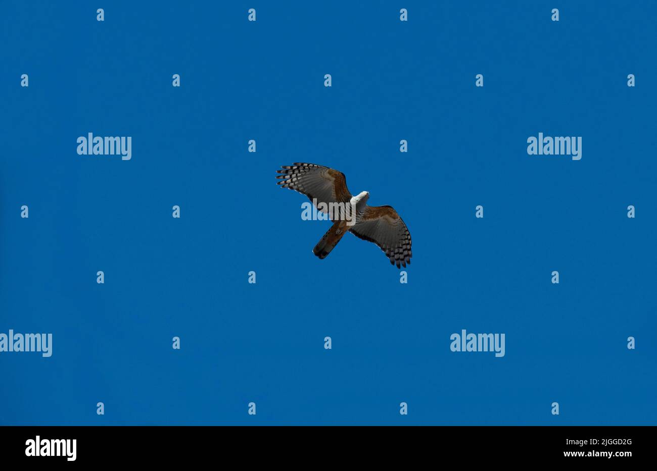 A Barred Forest-Falcon ( Micrastur ruficollis) flying in the sky in ...