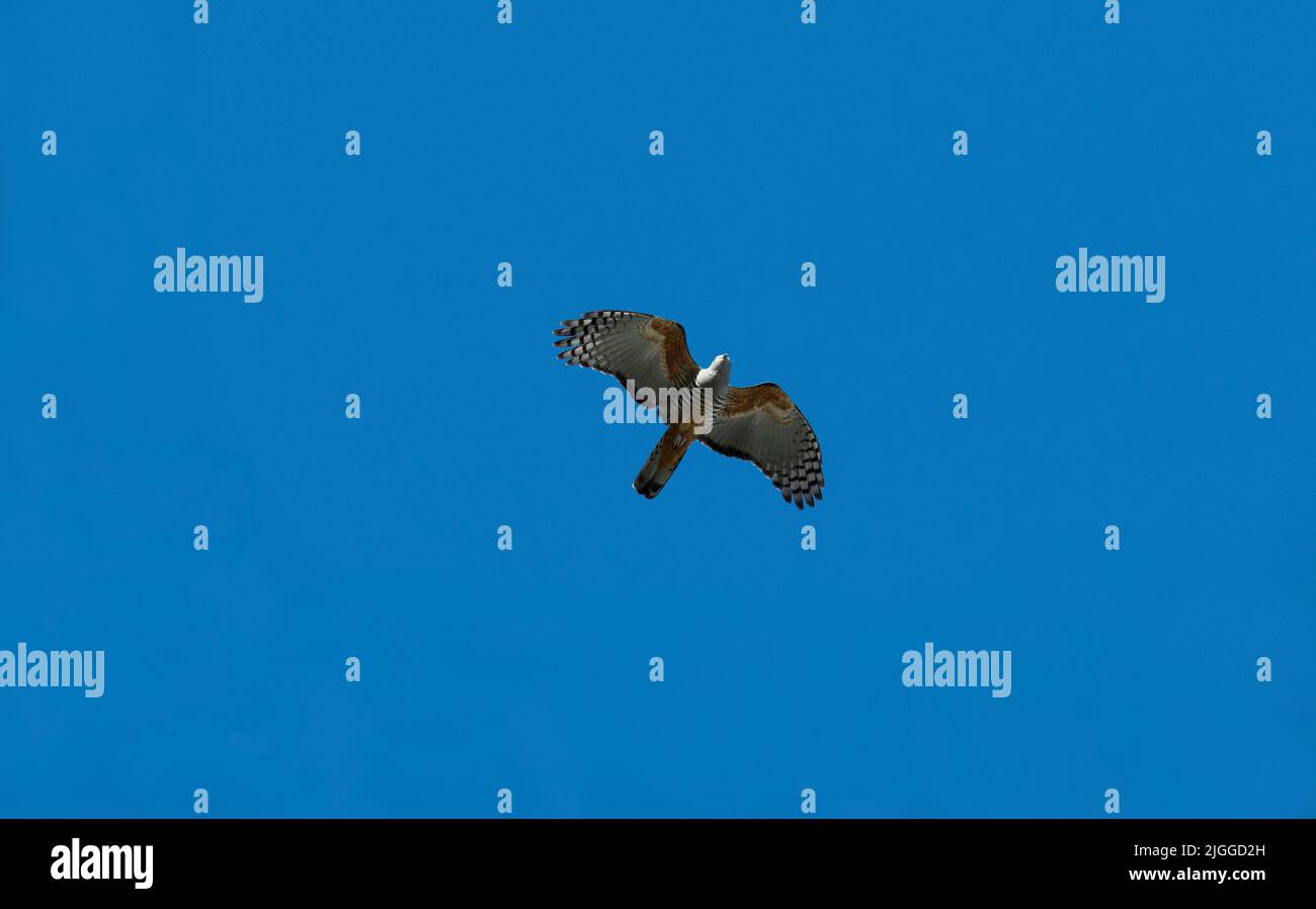 A Barred Forest-Falcon ( Micrastur ruficollis) flying in the sky in ...