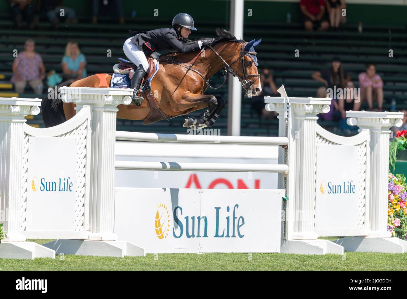 Horse vanessa mannix hi-res stock photography and images - Alamy