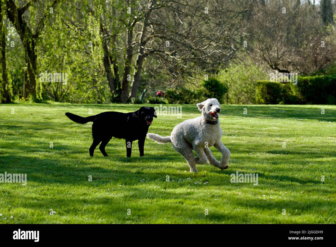 A white Royal poodle and a black Labrador retriever playing in the ...