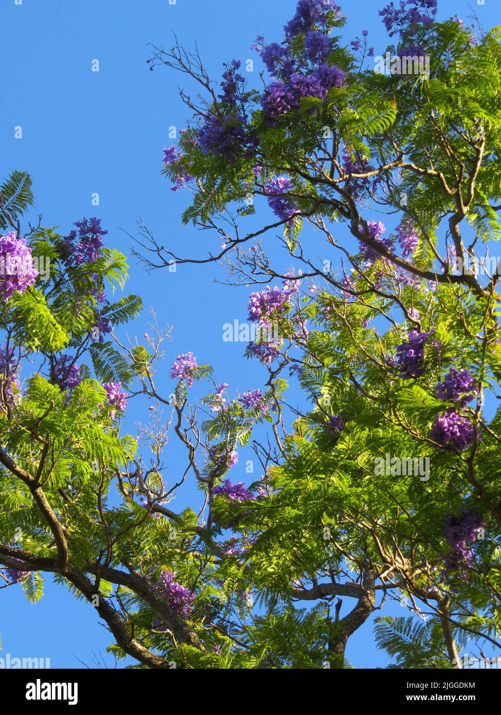 Adorned with soft blossoms, a jacaranda tree branches into the cerulean ...