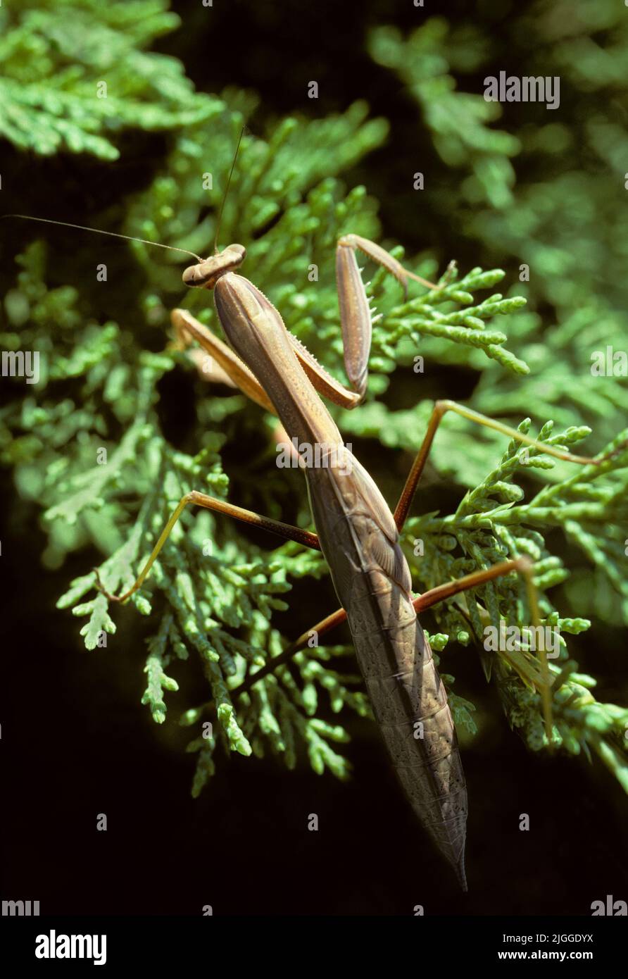 Tenodera mantis hi-res stock photography and images - Alamy