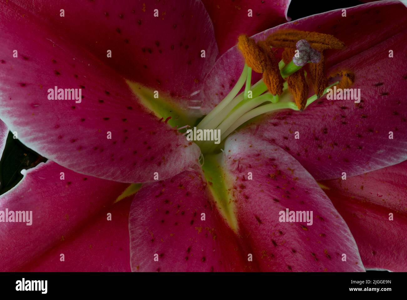 Starlight lily hi-res stock photography and images - Alamy
