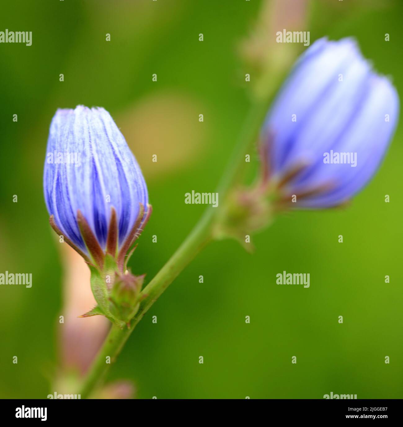 Closeup images of Chicory (Cichorium intybus) flowers showing purple ...