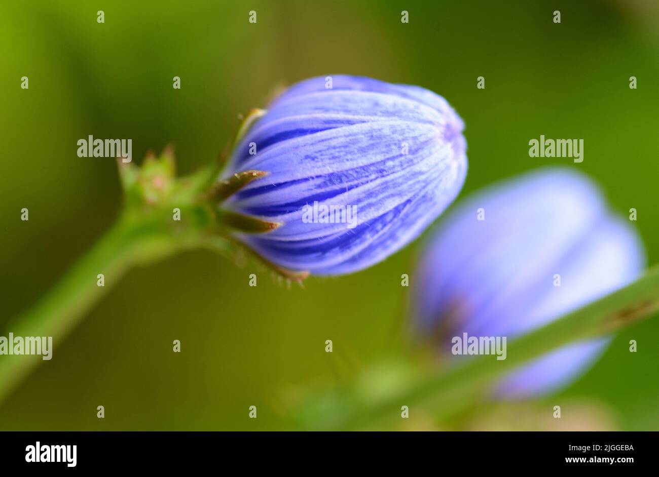 Cicharium intybus hi-res stock photography and images - Alamy