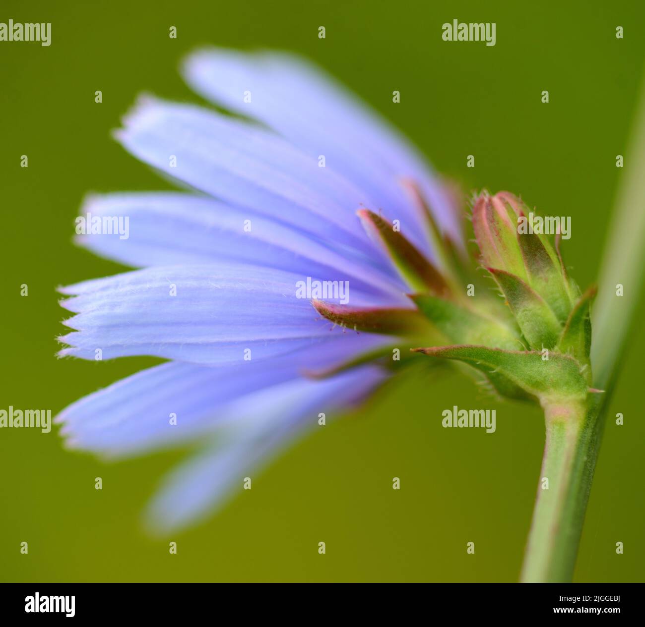 Closeup images of Chicory (Cichorium intybus) flowers showing purple ...