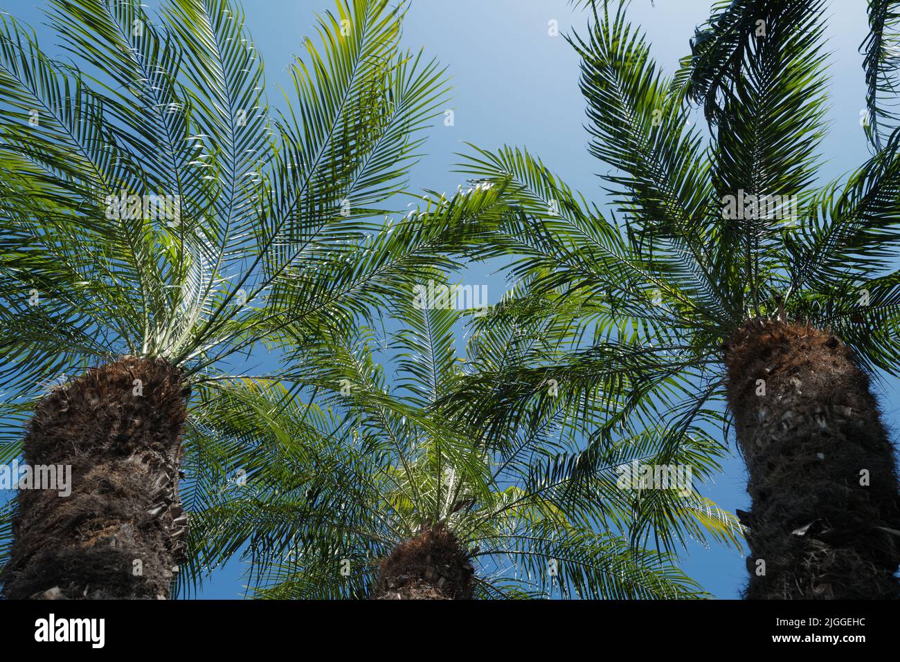 Palms texture. Tropical palm coconut trees on sky, nature background ...