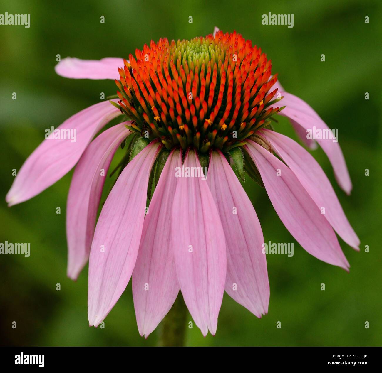 Closeup images of Purple Coneflower (Echinacea purpurea) showing orange, yellow and green center ...