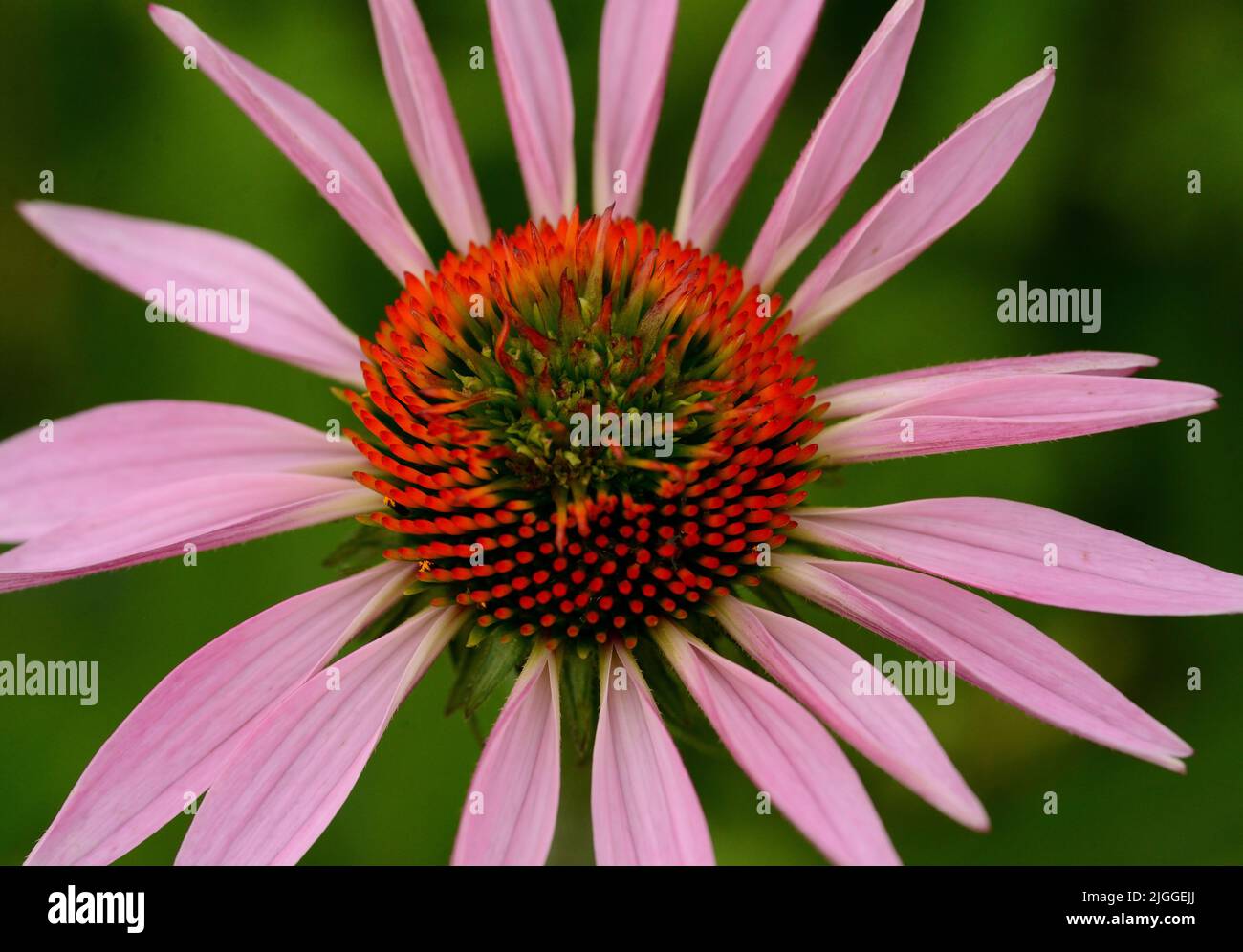 Closeup images of Purple Coneflower (Echinacea purpurea) showing orange ...