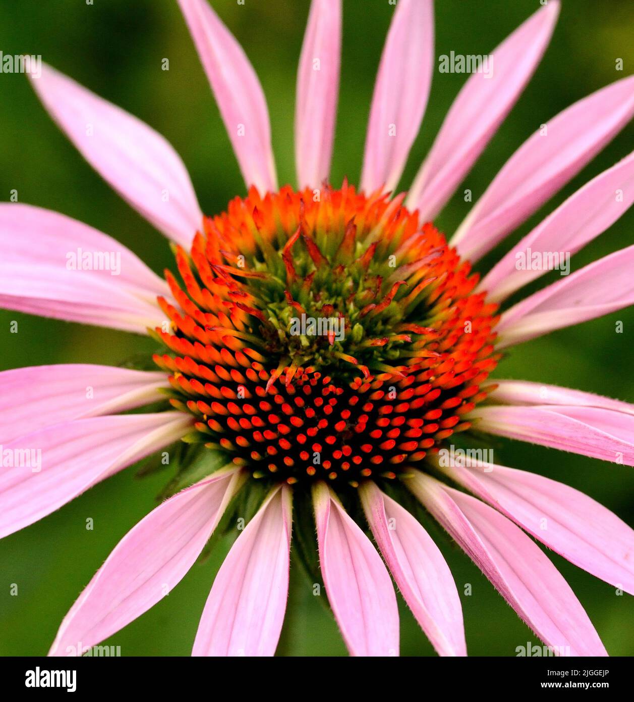 Closeup images of Purple Coneflower (Echinacea purpurea) showing orange, yellow and green center ...
