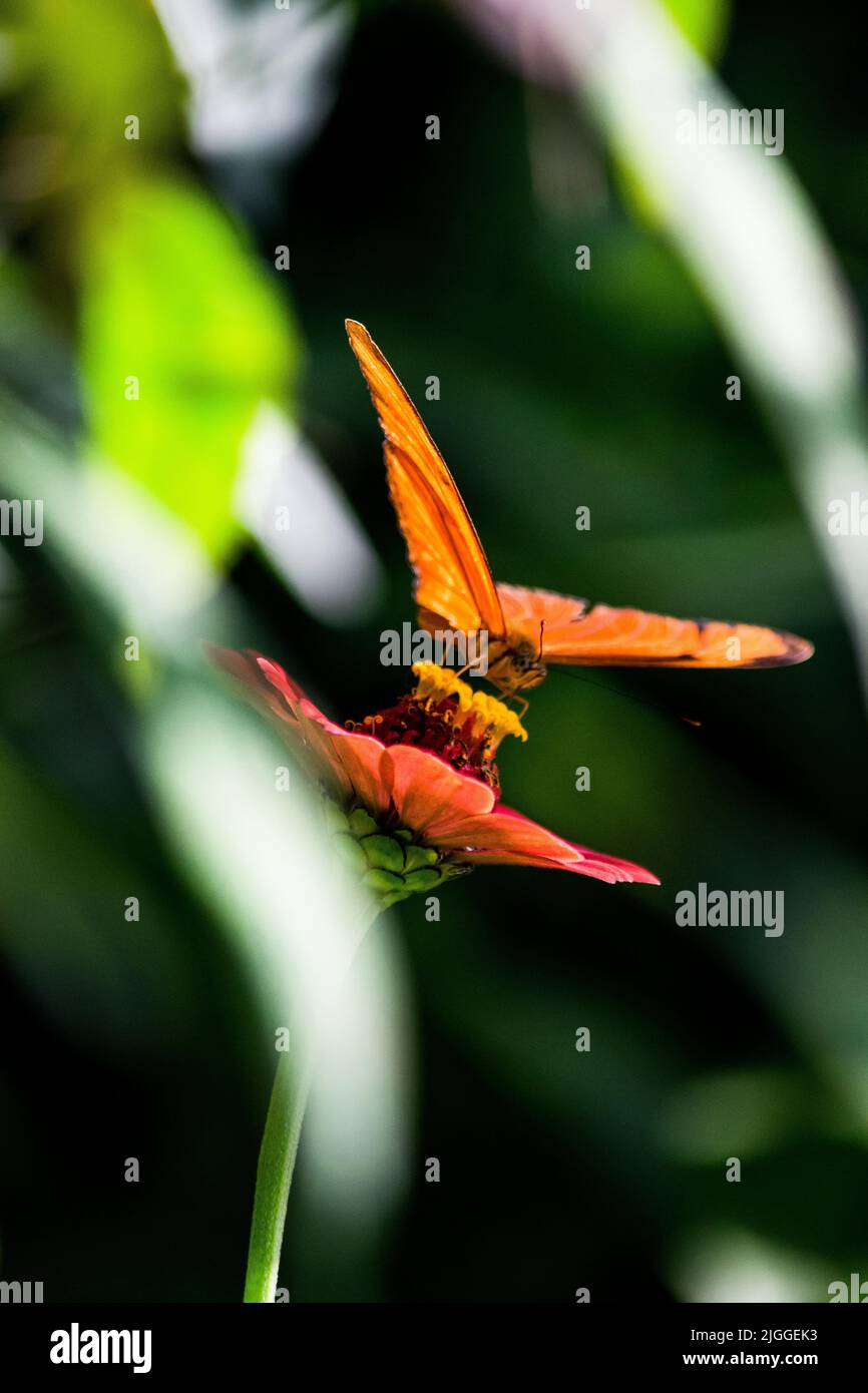 Pollenating insects hi-res stock photography and images - Alamy