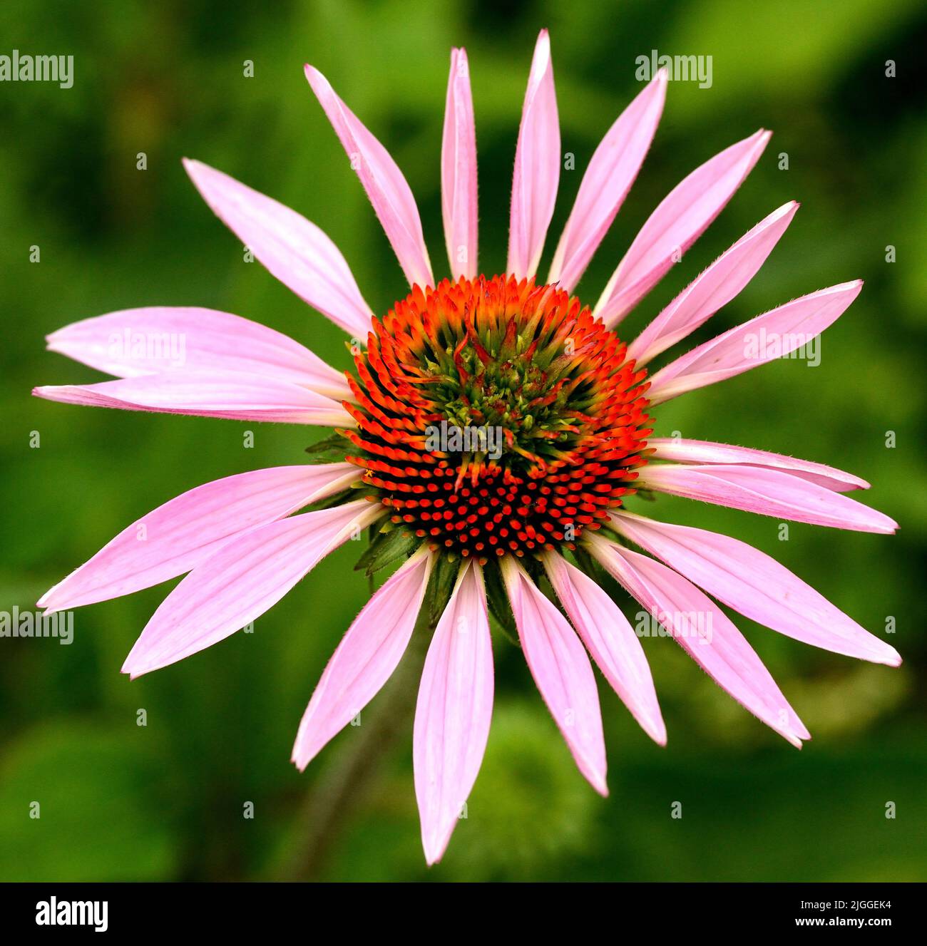 Closeup images of Purple Coneflower (Echinacea purpurea) showing orange, yellow and green center ...