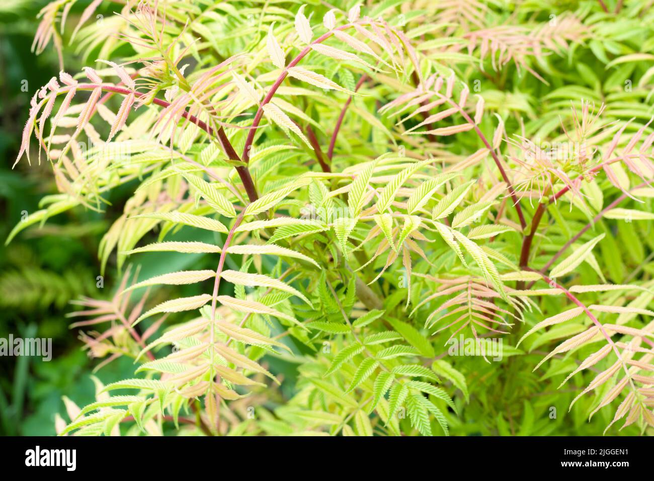 Background with light green leaves of Sorbaria sorbifolia, false ...