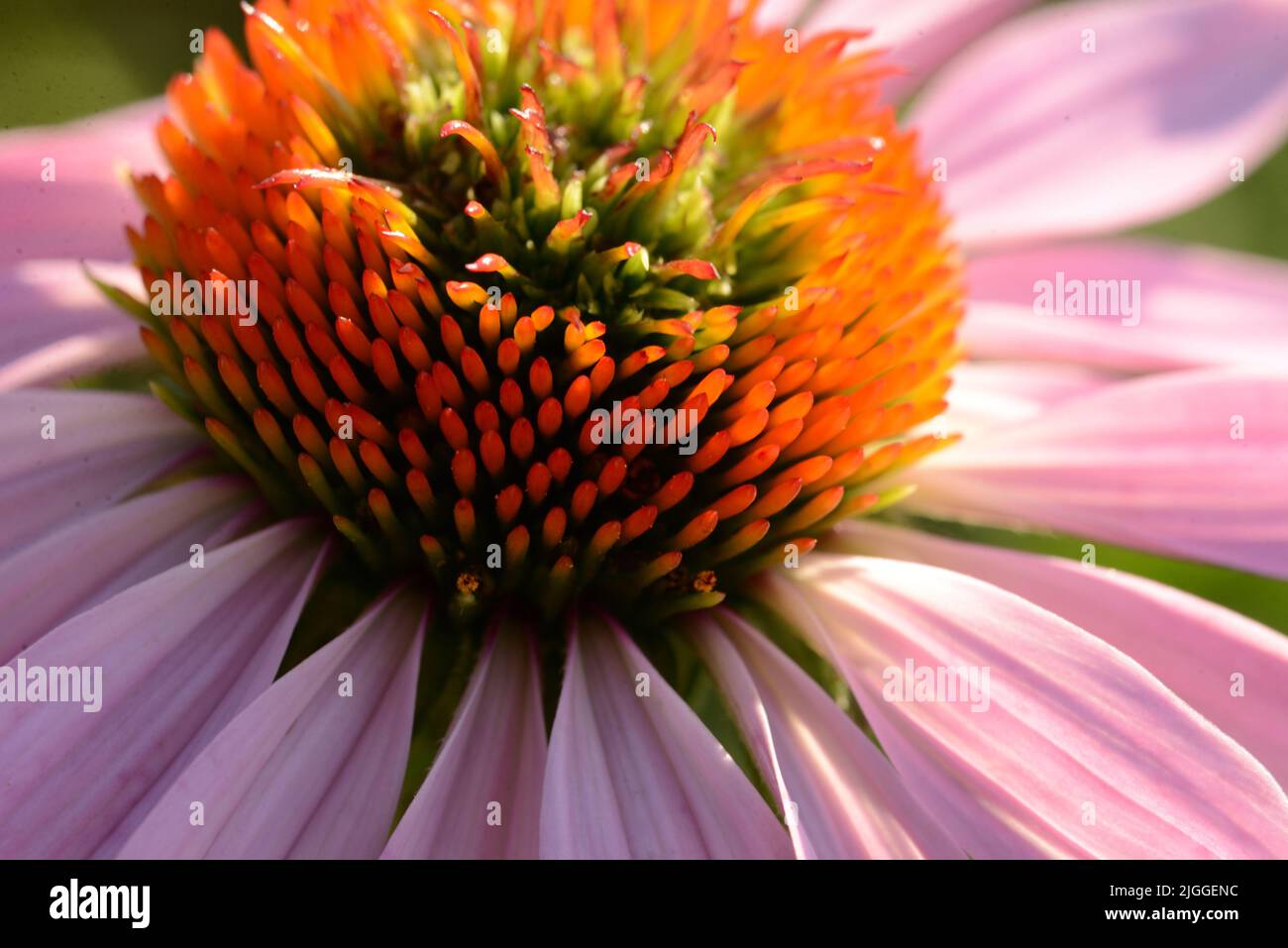 Closeup images of Purple Coneflower (Echinacea purpurea) showing orange, yellow and green center ...