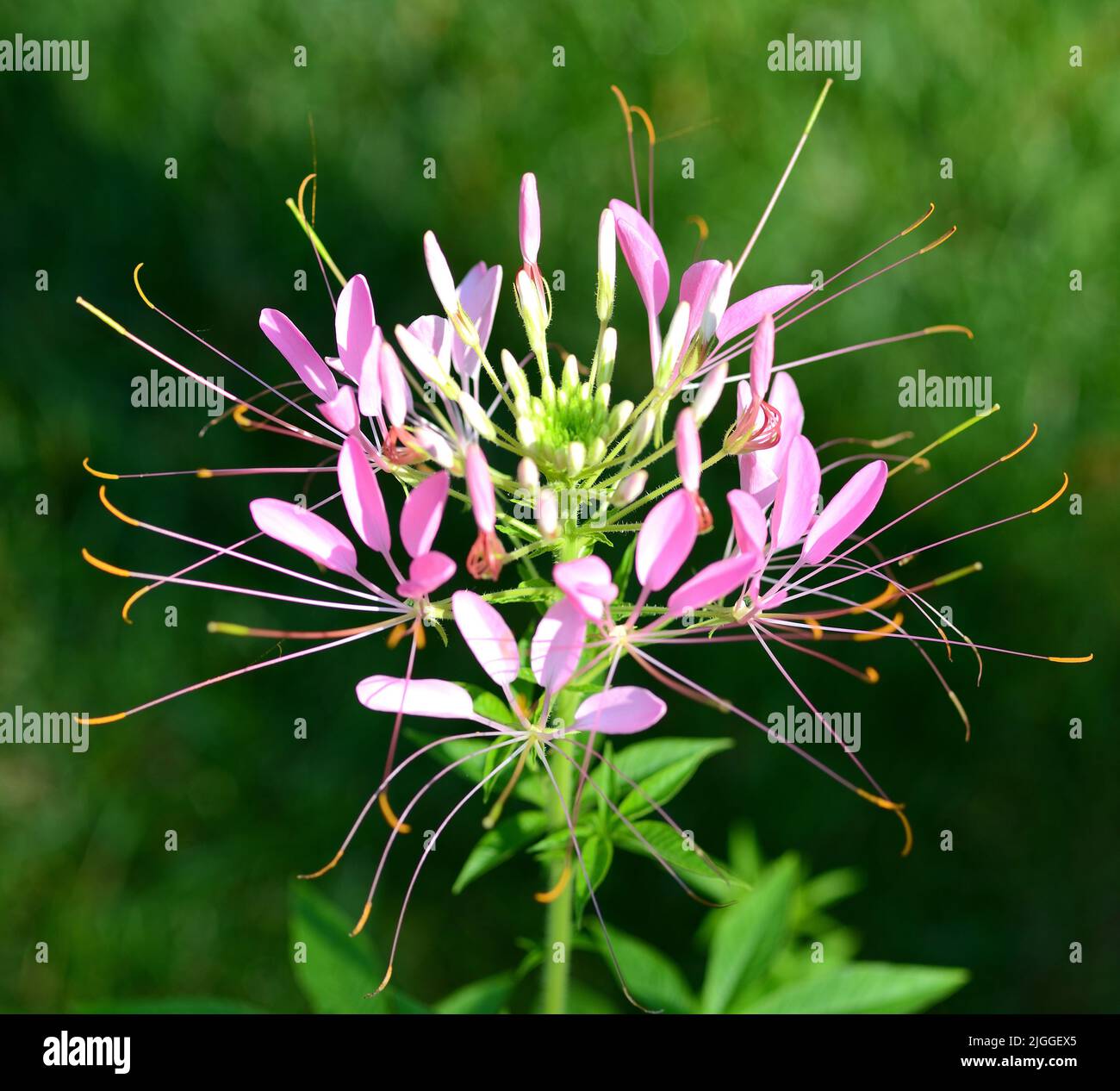 Spider flower (Cleome hassleriana Stock Photo - Alamy