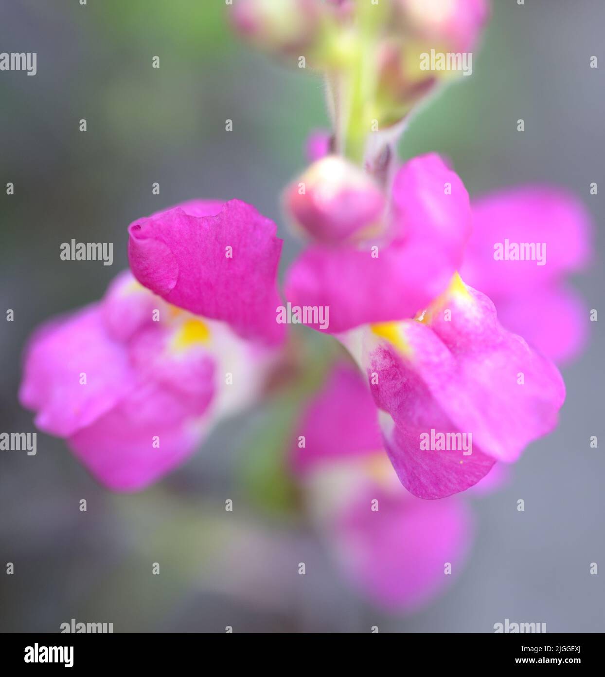 Closeup of snapdragon (Antirrhinum) pink flowers with vegetative ...