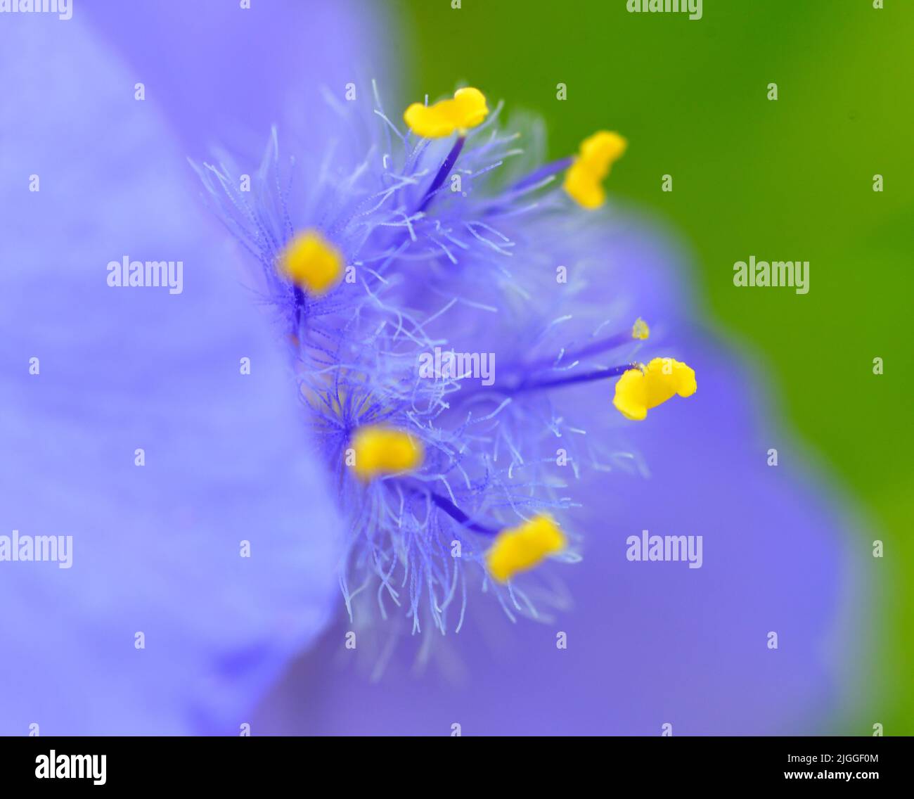 Closeup of a blue spiderwort (Tradescantia) flower showing the yellow ...