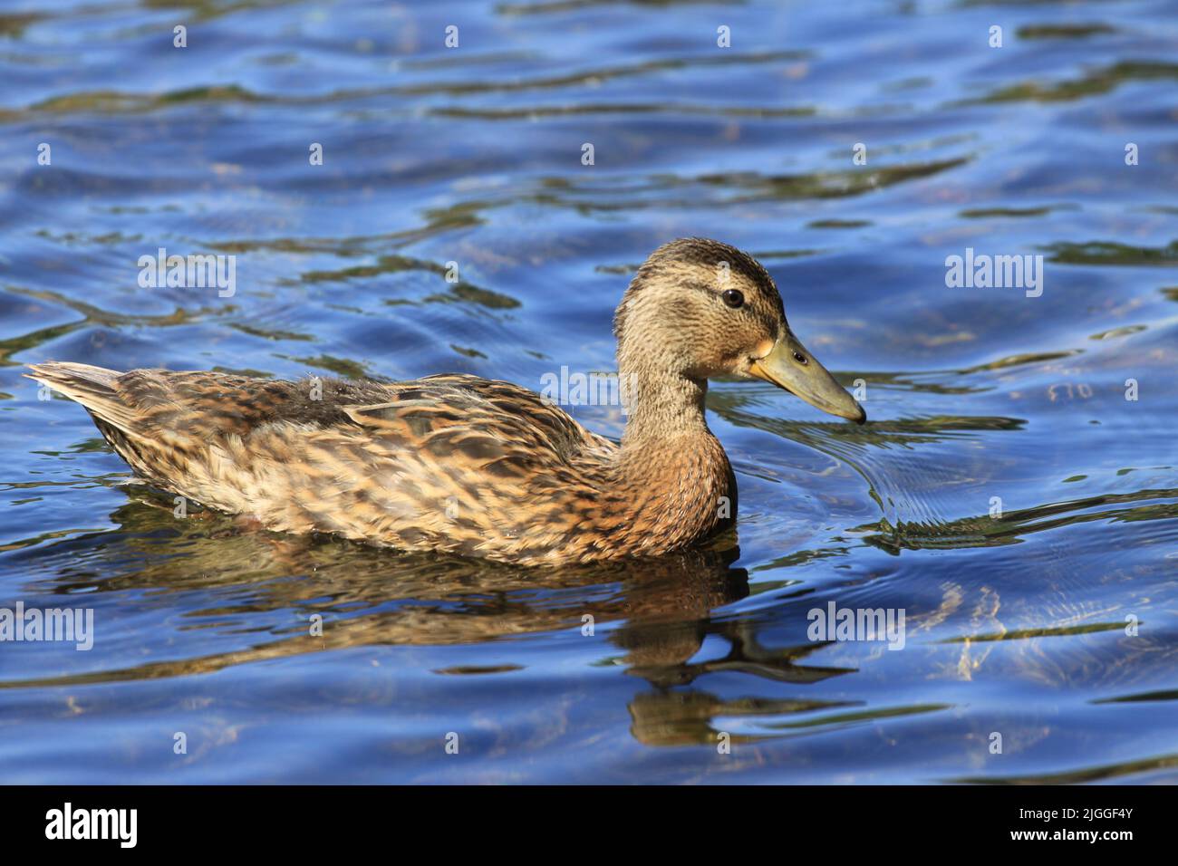 Swimming duck in space hi-res stock photography and images - Alamy