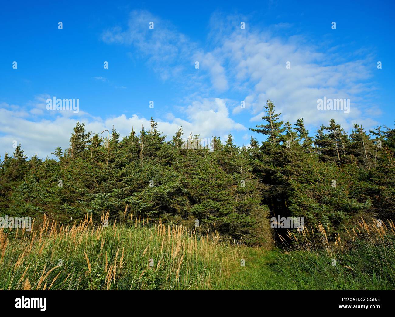 Tall trees growing in a lush green forest with copyspace, peaceful ...