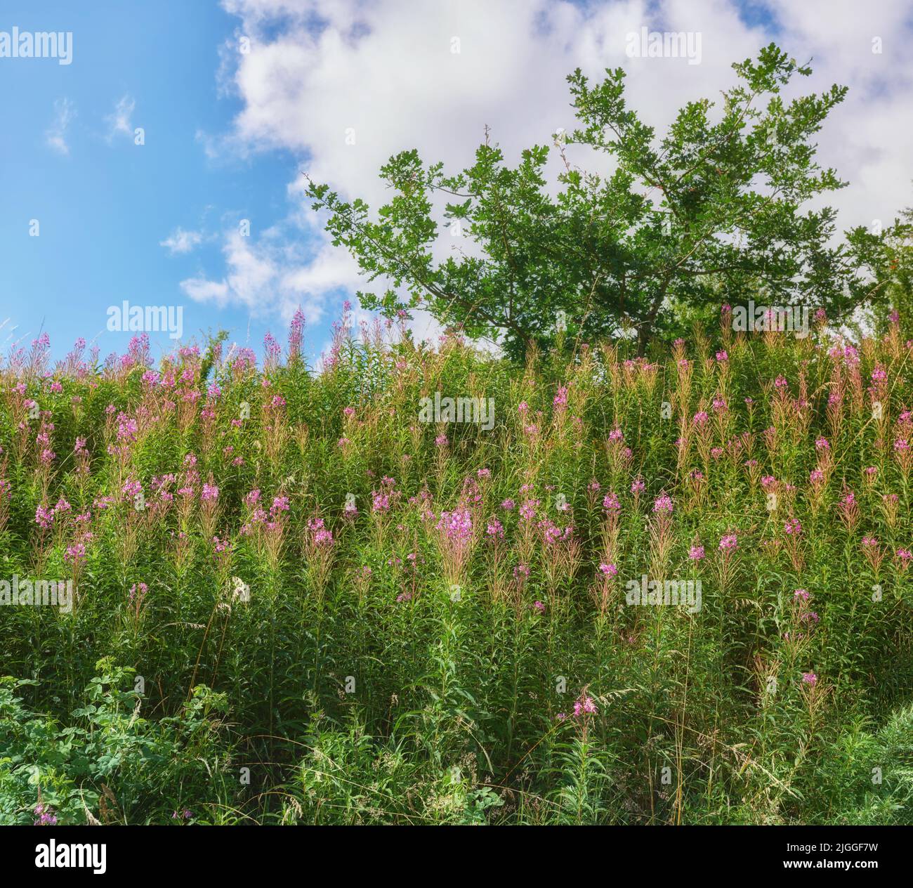 Pink fireweed flowers growing on green stems in lush meadow bush and ...
