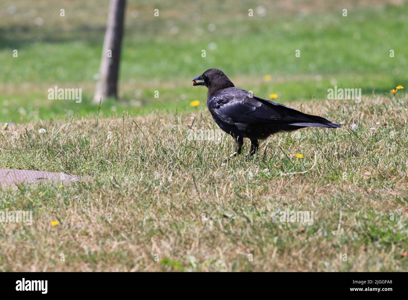 A single crow on a grassy area Stock Photo - Alamy