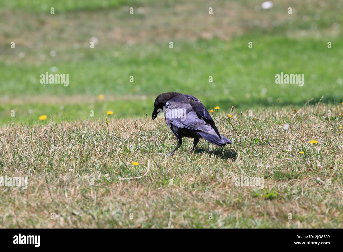 Happy crow hi-res stock photography and images - Alamy