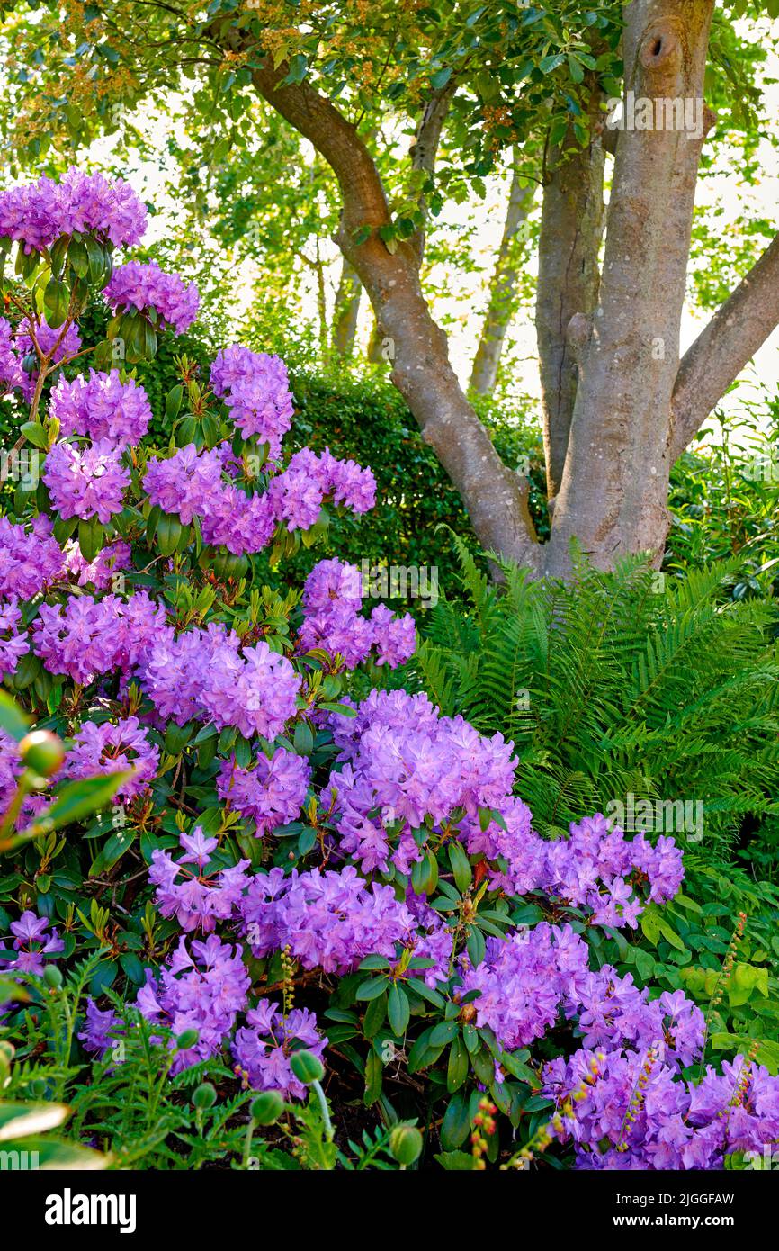 Purple Rhododendron flowers growing in a botanical garden in summer ...