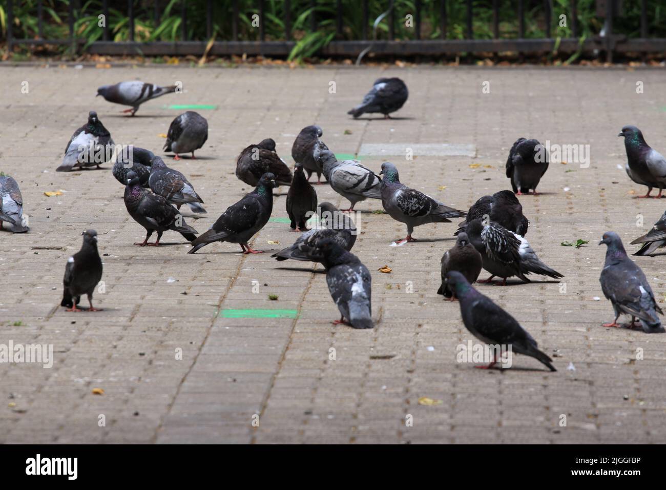 Blurred pigeons hi-res stock photography and images - Alamy