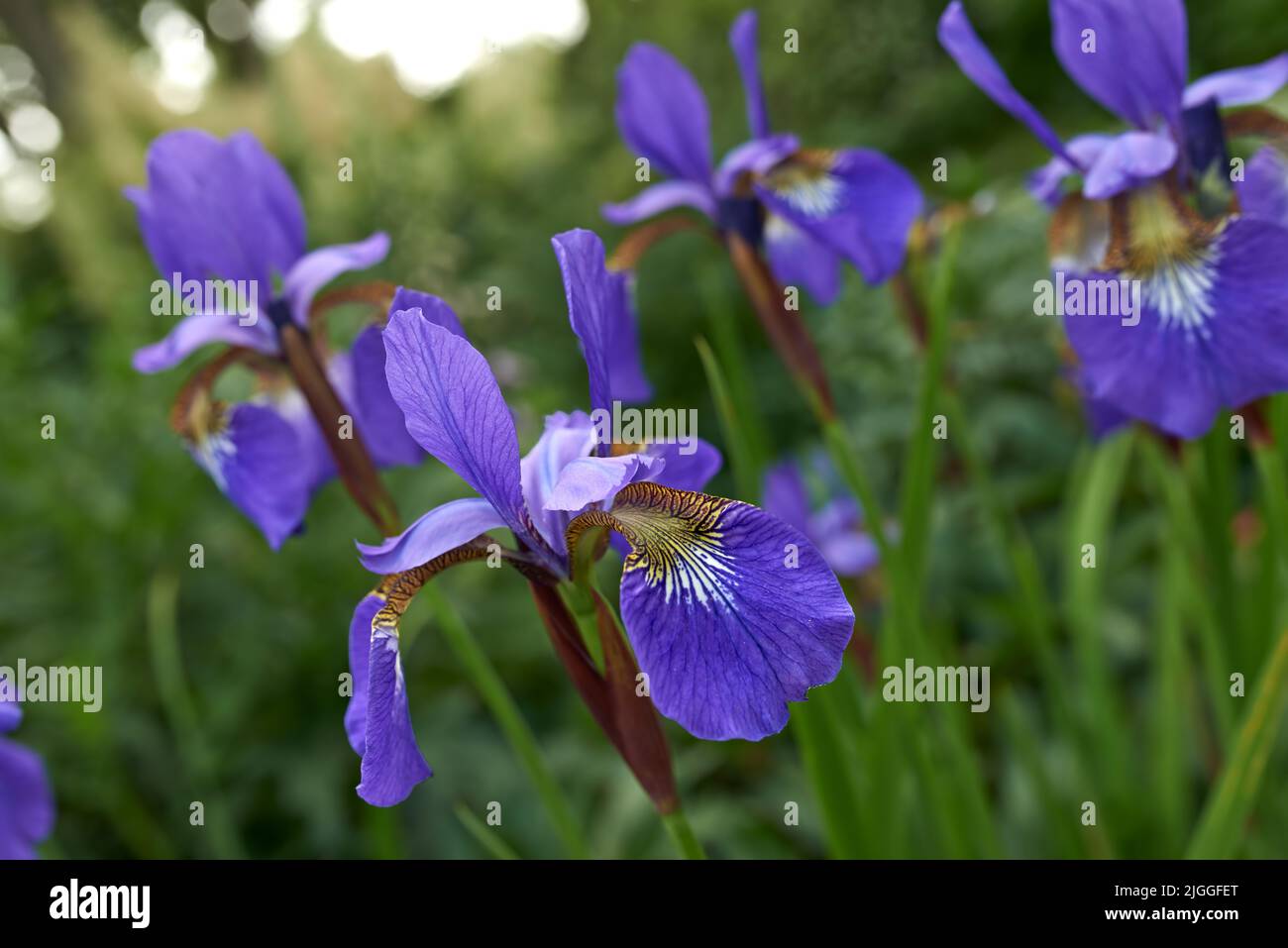 Purple iris flowers growing in a botanical garden outdoors during spring. Scenic landscape of ...