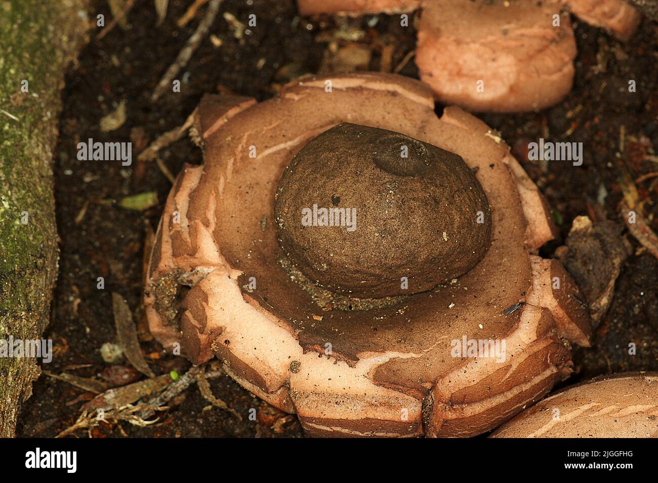Earthstar fungus (Geastrum sp Stock Photo - Alamy