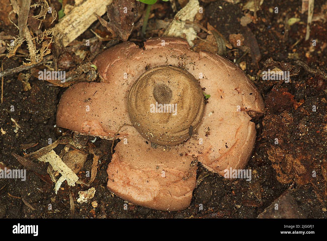 Cibarium fungus hi-res stock photography and images - Alamy