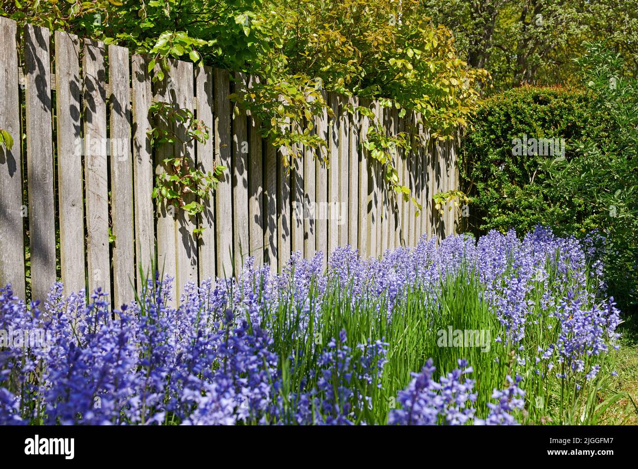 Rows of Bluebell growing in a green garden in outdoors with a wooden ...