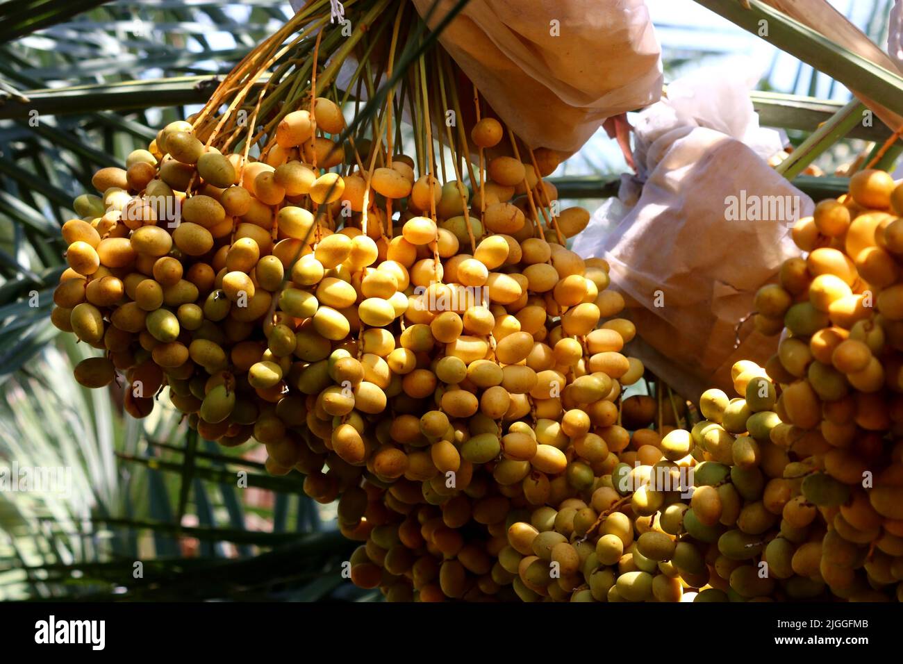 fresh date fruits on date palm tree Stock Photo - Alamy