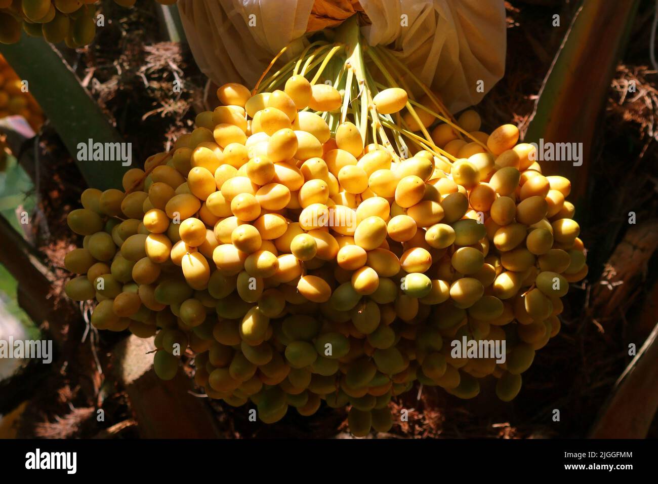 fresh date fruits on date palm tree Stock Photo - Alamy