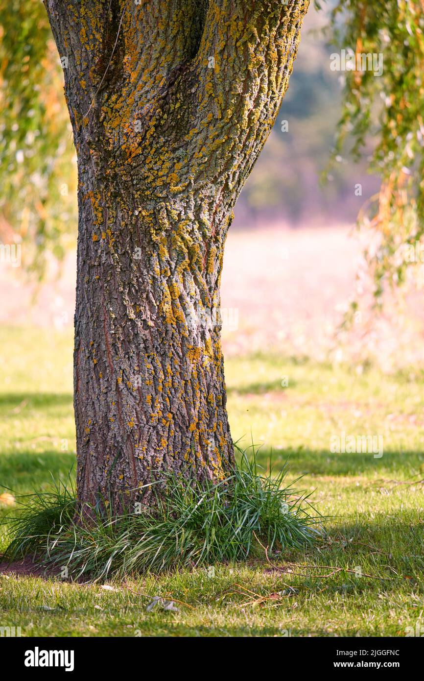 Moss and algae growing on a big tree trunk in a part or garden outdoors ...