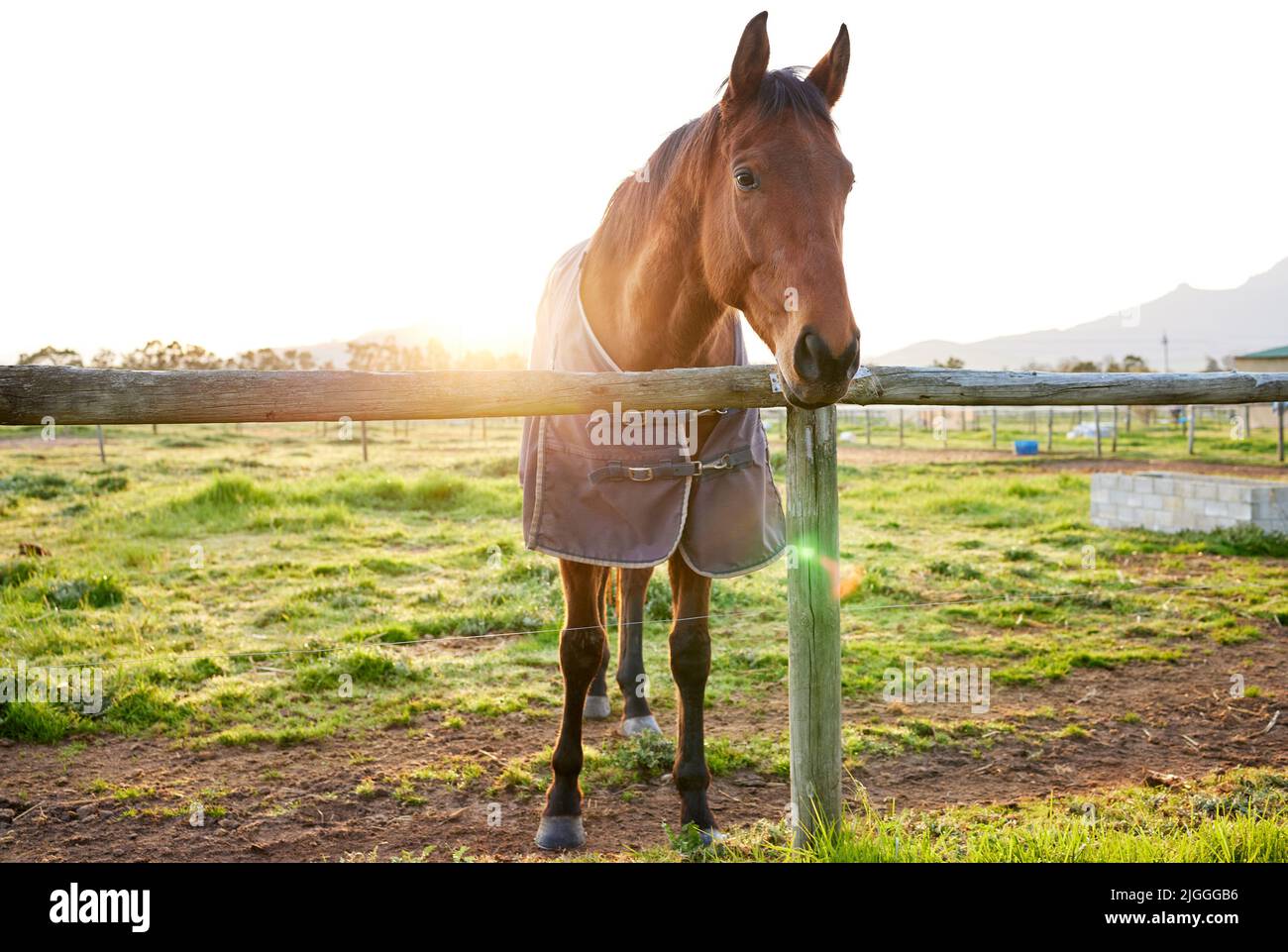 Can you come closer please. Full length shot of a horse standing in an ...