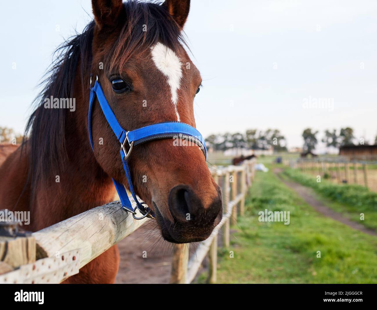 What are you doing over there. a horse standing in an enclosed pasture ...