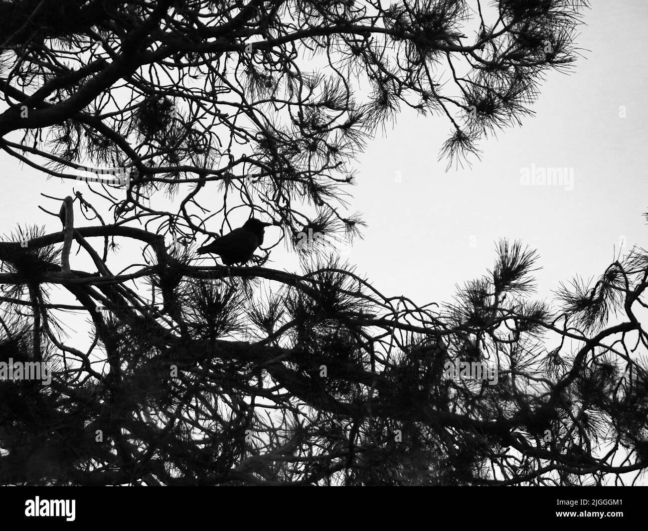 The tree swirls about the raven like the tentacles of monsters, the ...