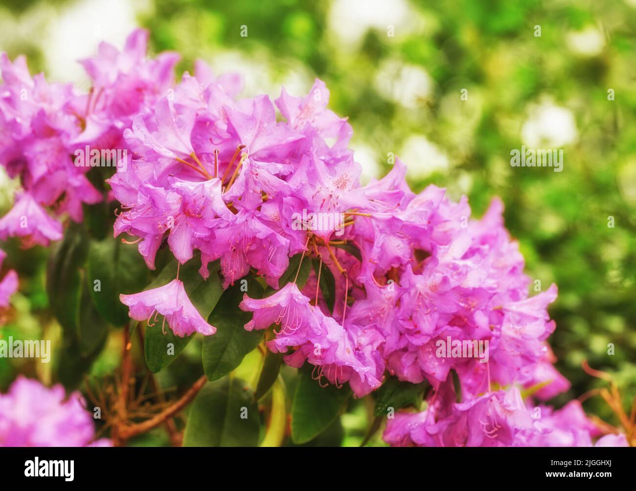 Rhododendron is a genus of 1,024 species of woody plants in the heath ...