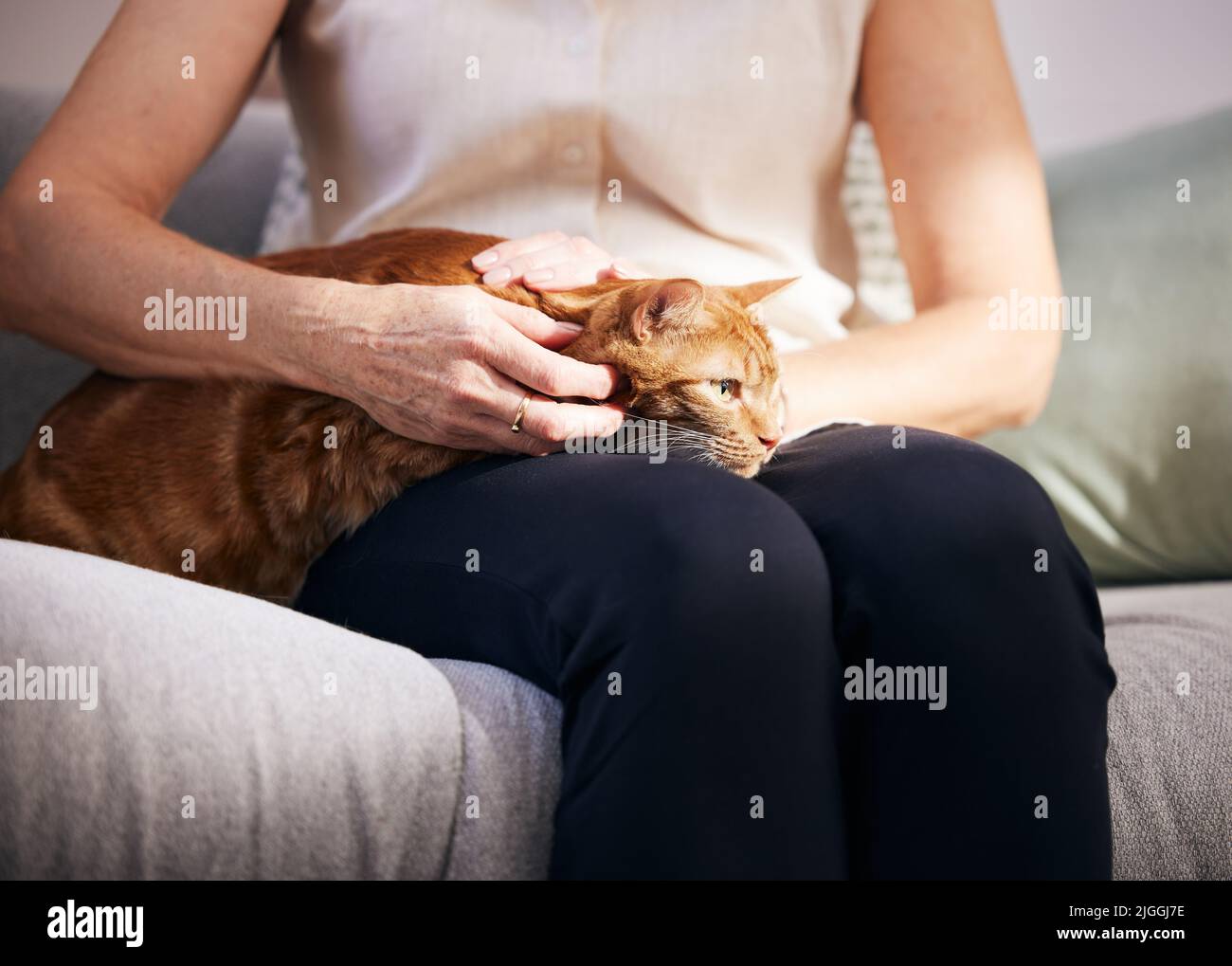 A purrfectly pawsome day at home. Closeup shot of an adorable ginger ...
