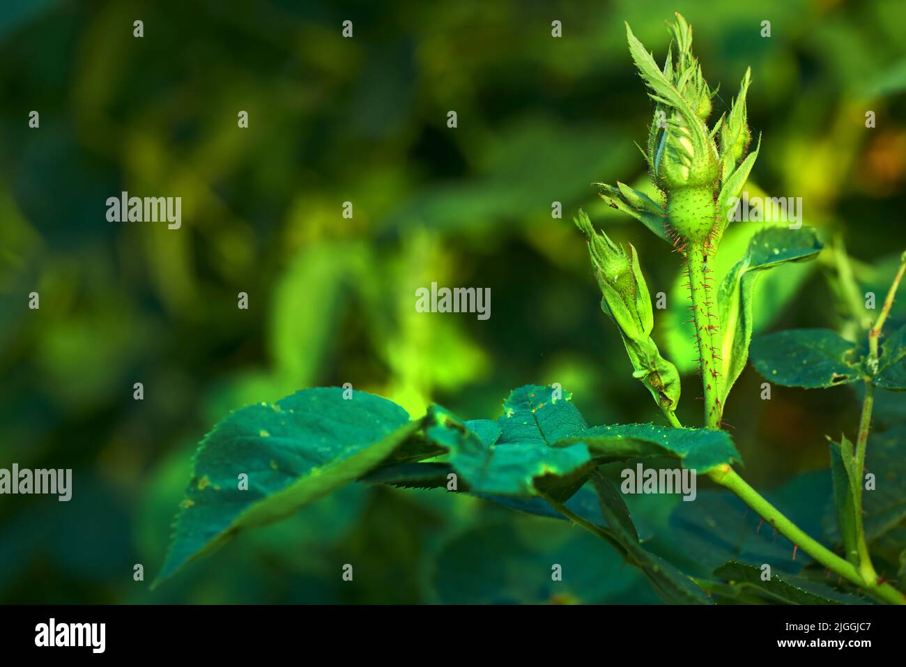Budding flower hi-res stock photography and images - Alamy
