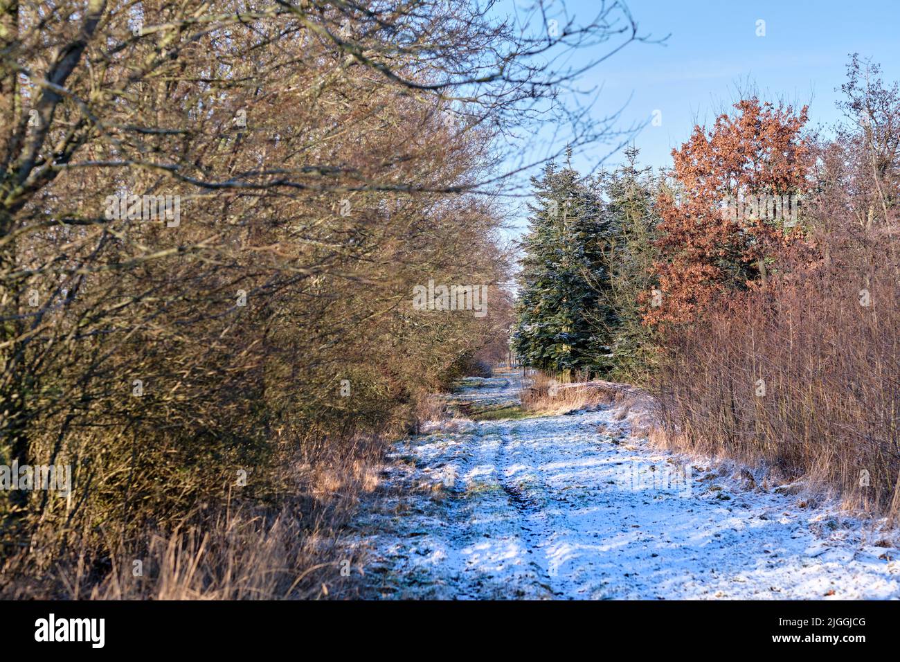Danish winter landscape. A photo of a winter landscape at sunset Stock ...
