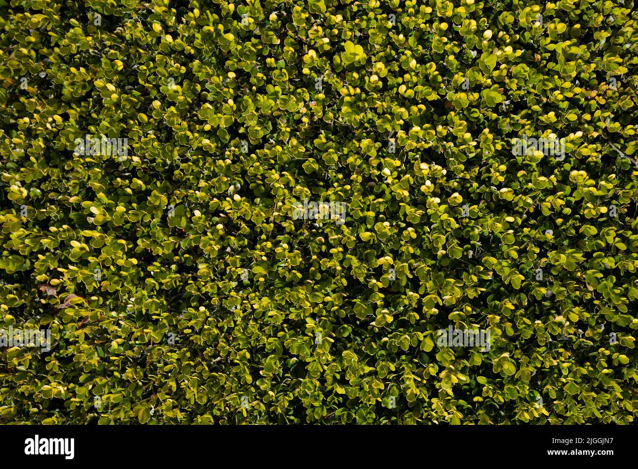 Green leaves background. Natural background of green leaves Stock Photo ...