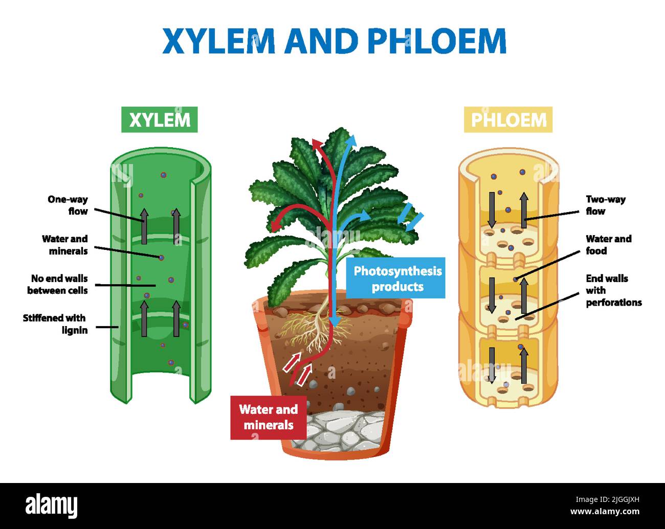 Floem Og Xylem Tre Biology 3.1.3 Structure Of Xylem And Phloem Tissue