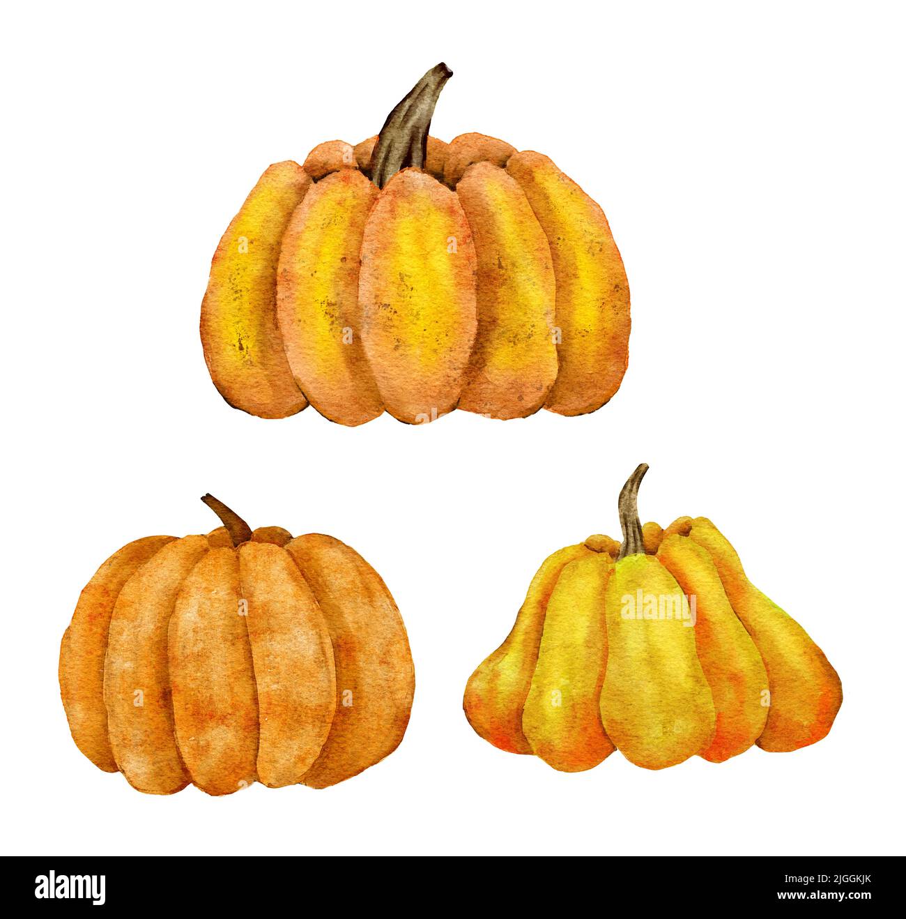 Watercolor hand drawn illustrations of orange yellow pumpkins, fall ...