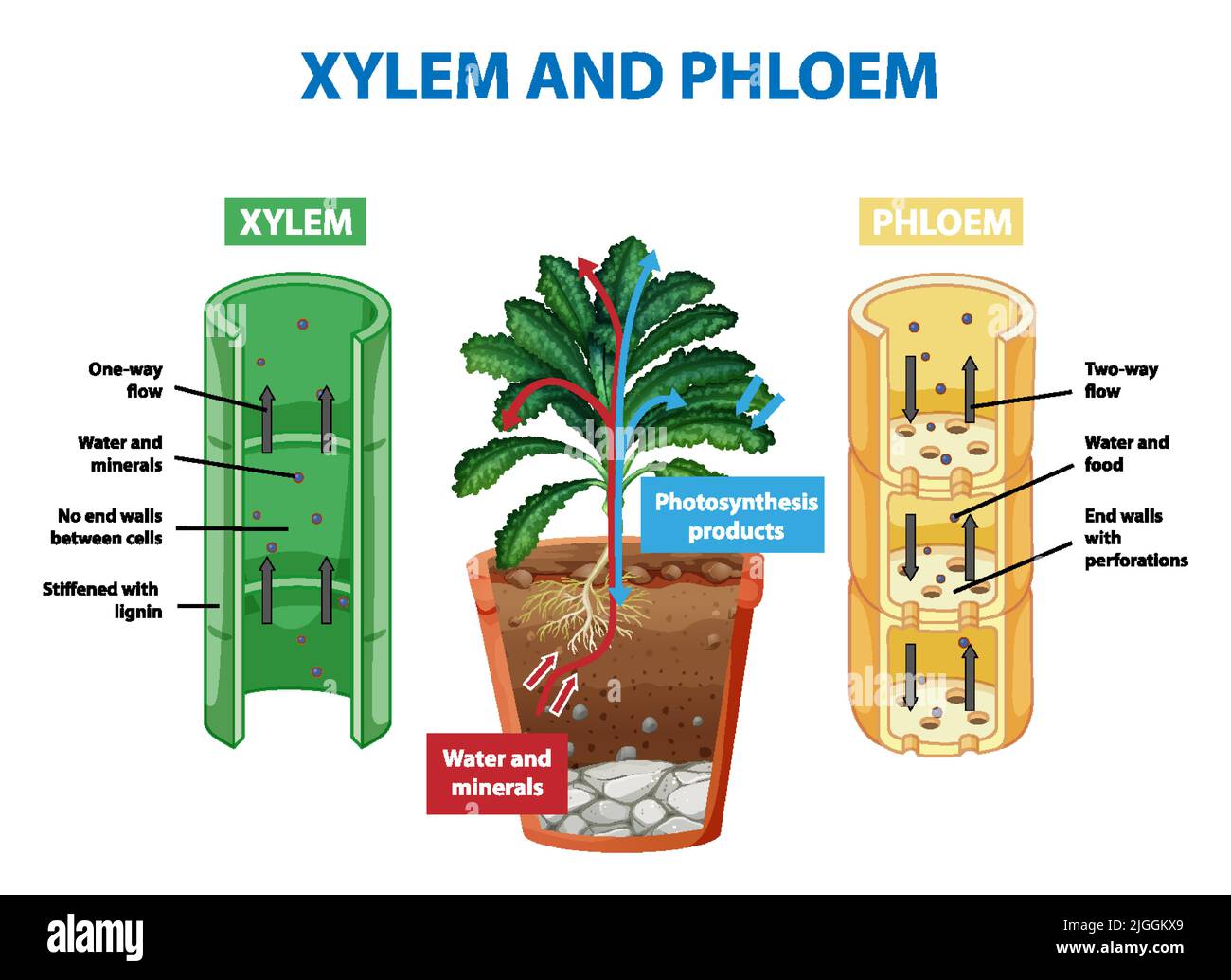 Diagramma Del Floema