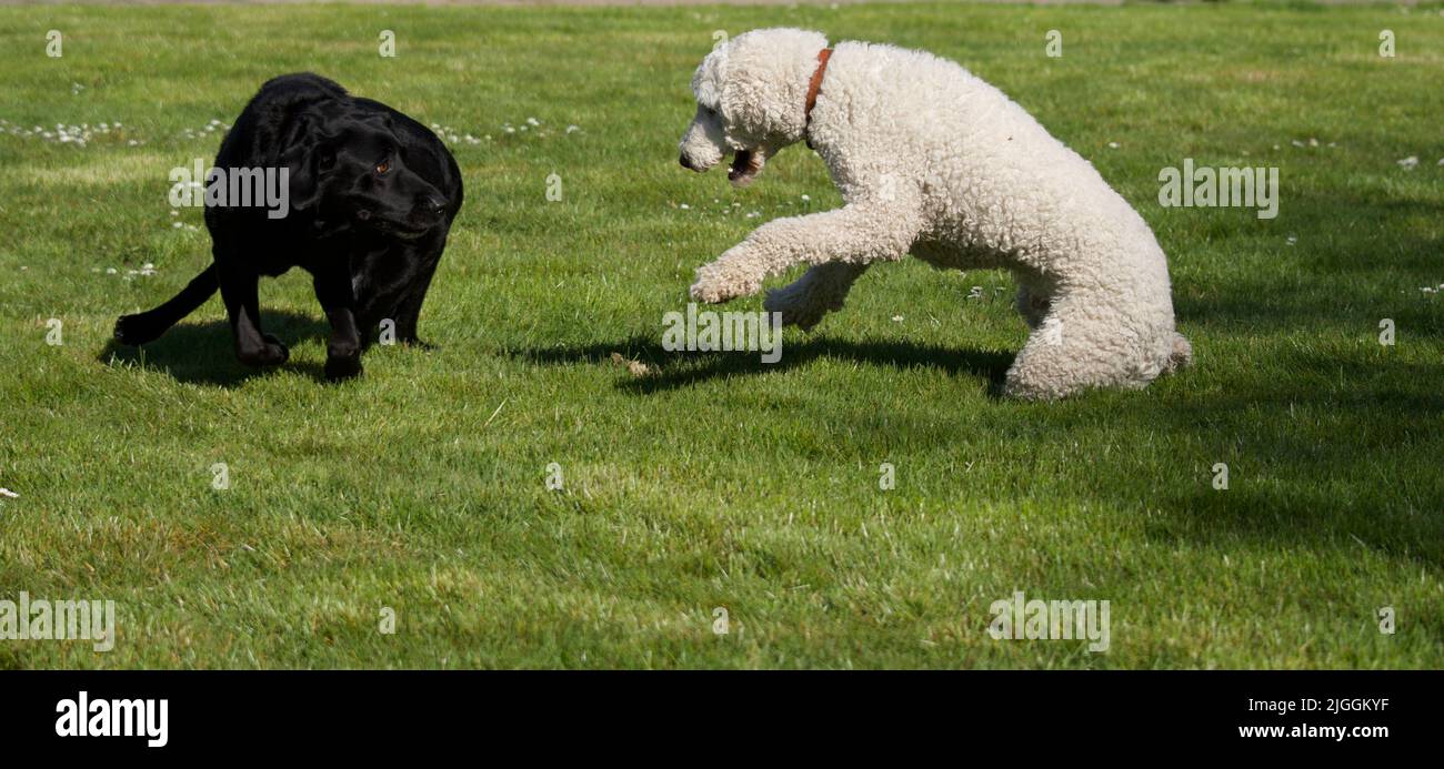 An adorable white Royal Poodle and black Labrador Retriever playing ...