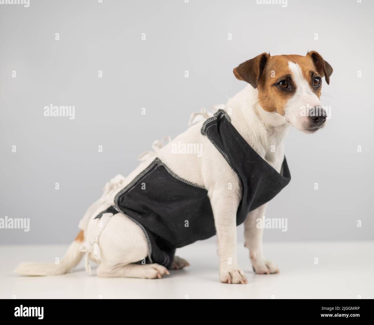 Jack Russell Terrier in post-op blanket after female sterilization. Dog ...