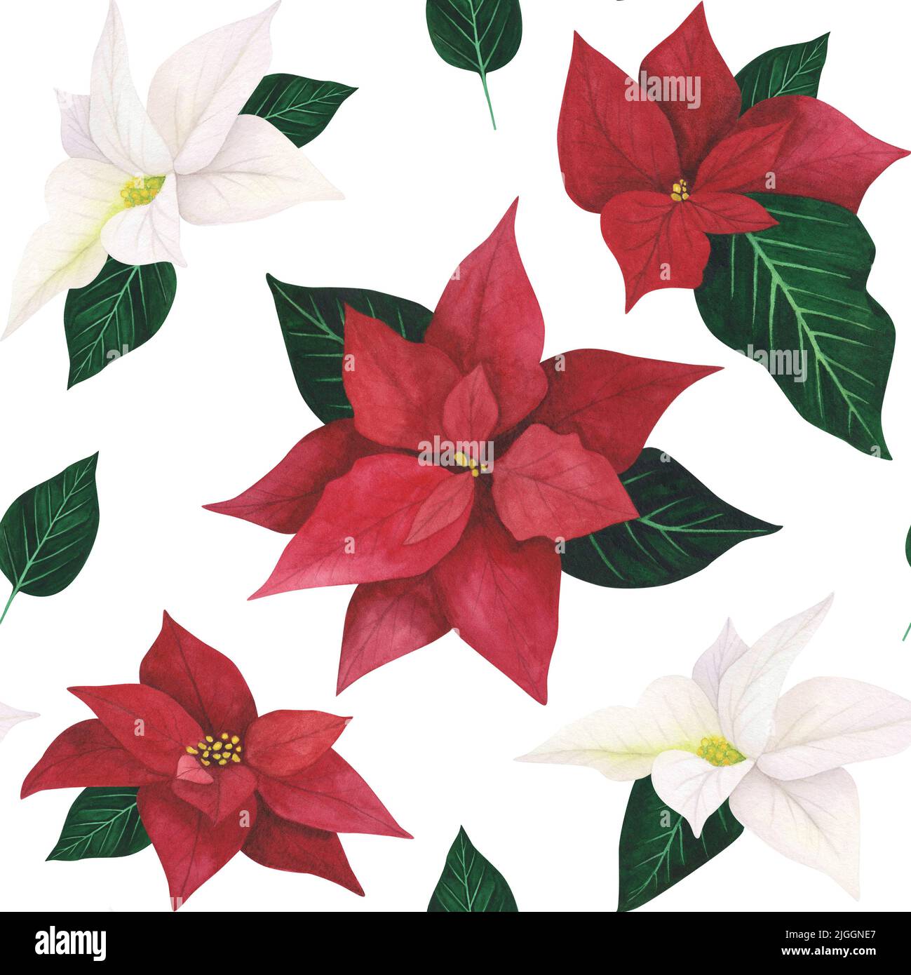 Clipart De Poinsettia Gratuit Poinsettia Vector Art, Icons, And